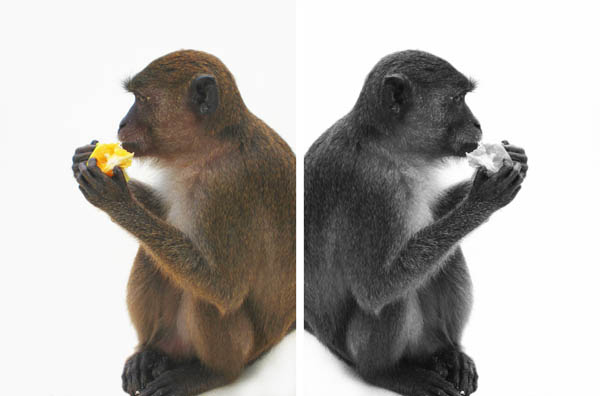 Sand Monkey | at my Kitchen Table